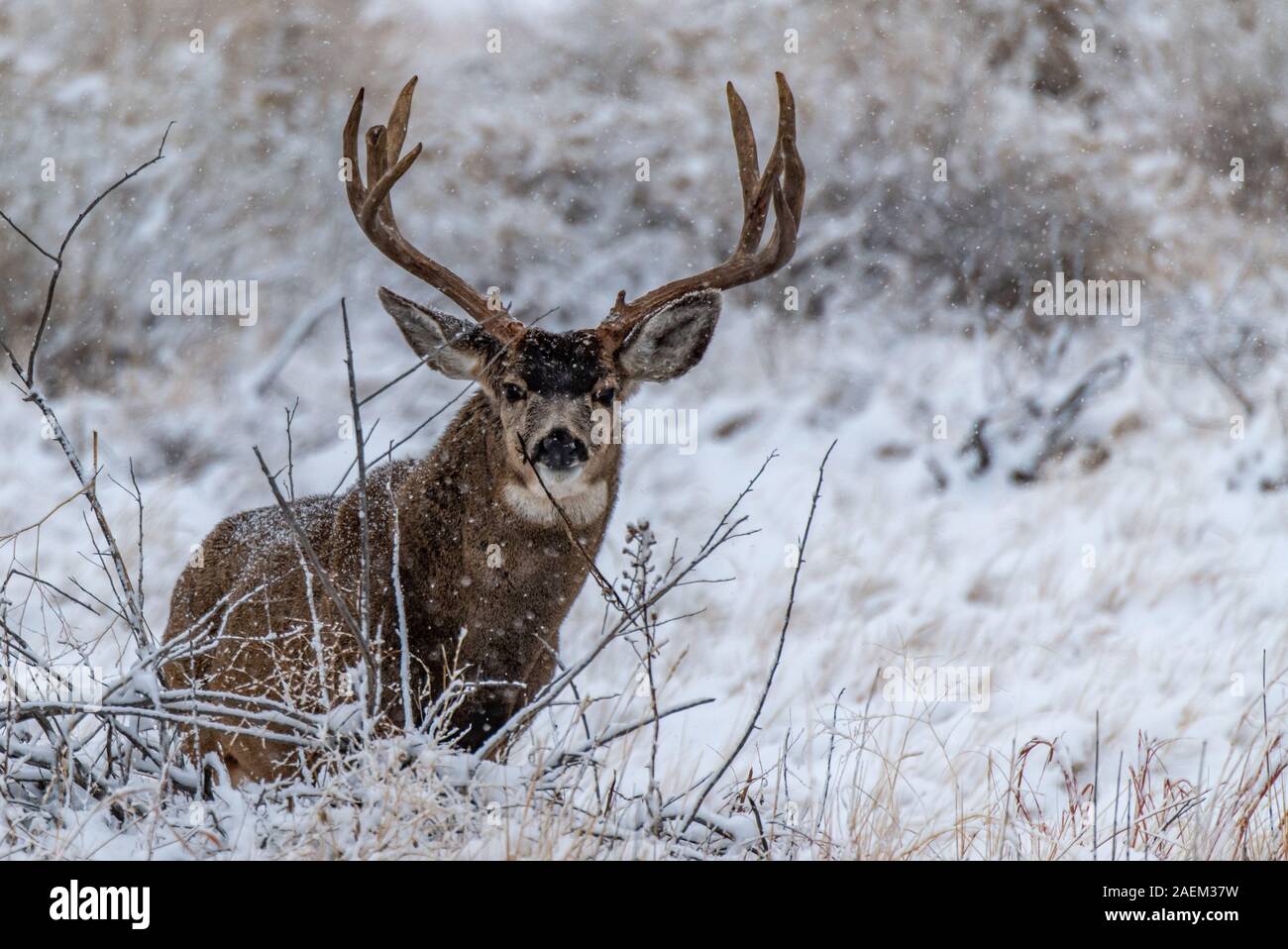 Storm buck hi-res stock photography and images - Alamy