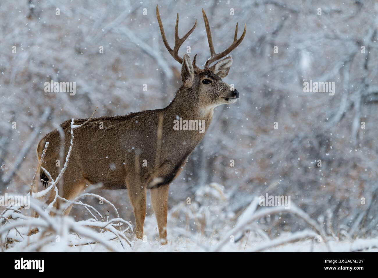 Storm buck hi-res stock photography and images - Alamy