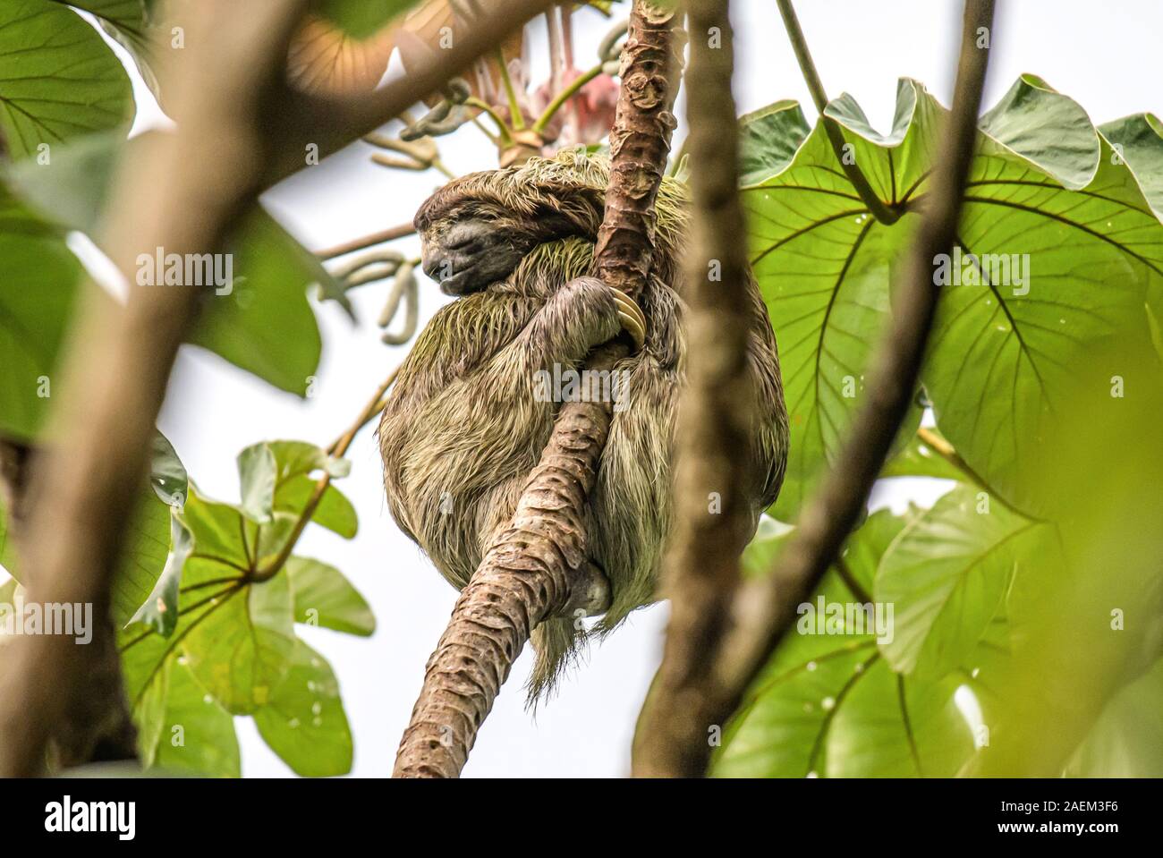sloth three toe juvenile playful in tree manuel antonio national park ...