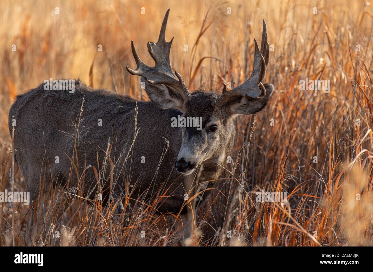Mule Deer Buck with Palmated Antlers Stock Photo - Alamy