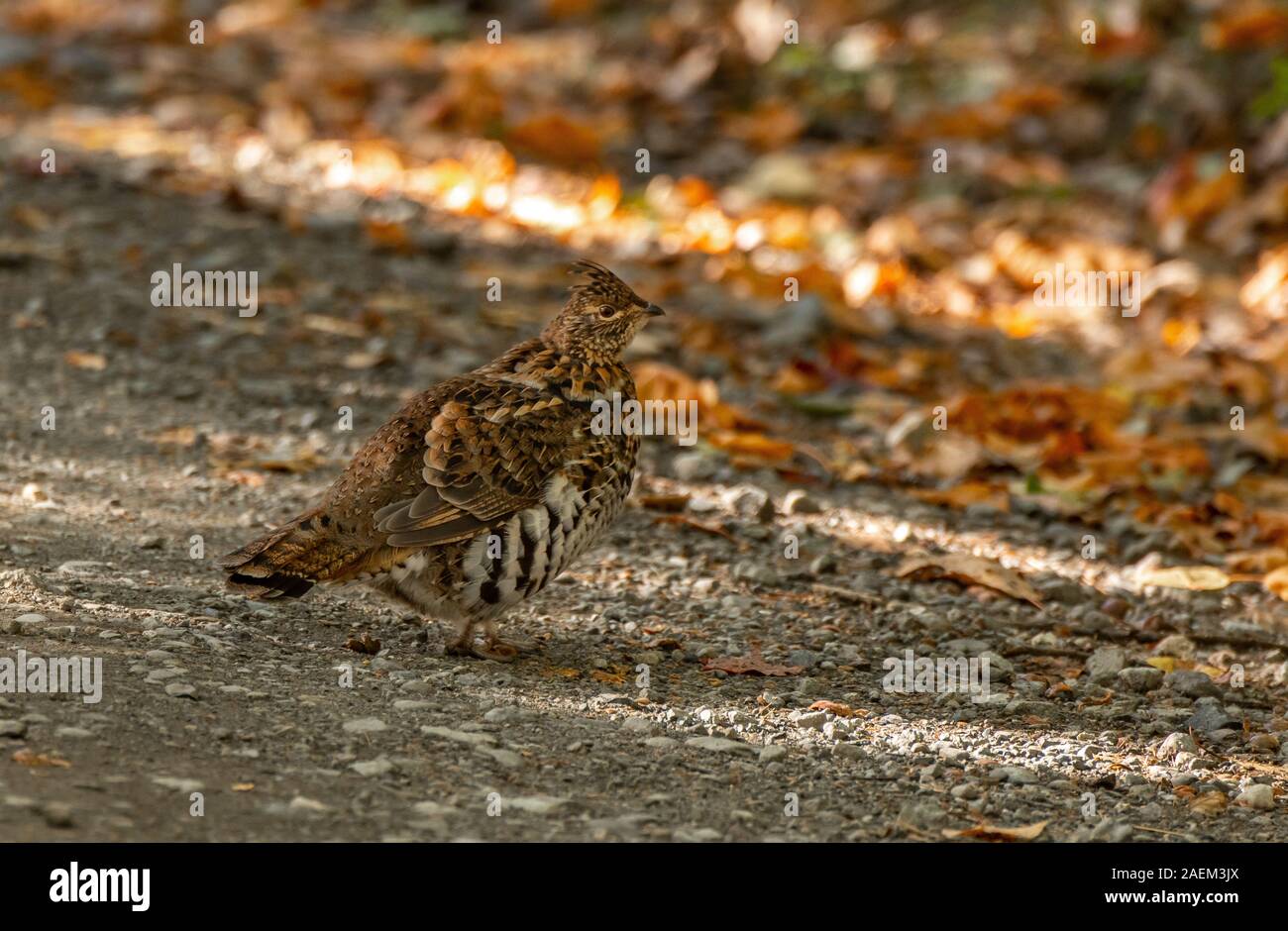 Non resident bird hi-res stock photography and images - Alamy