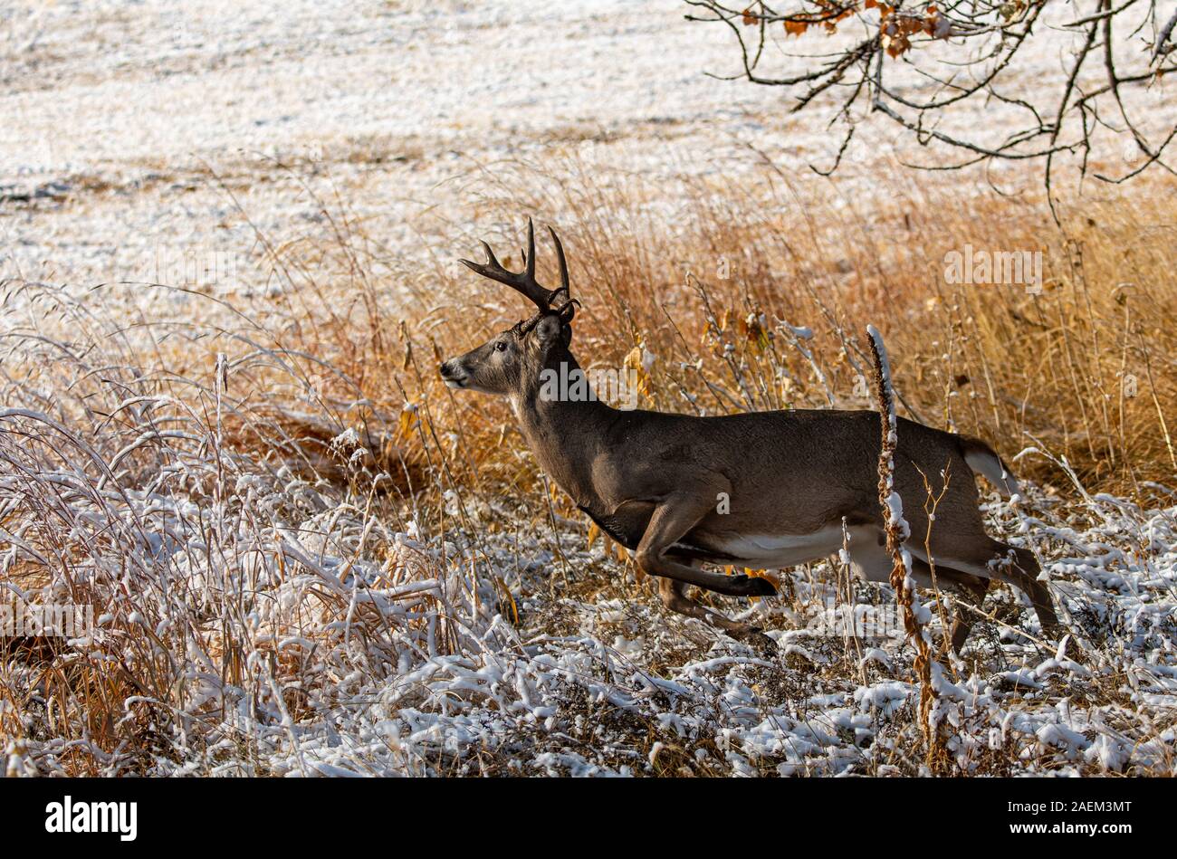 White tailed deer hoof hi-res stock photography and images - Alamy