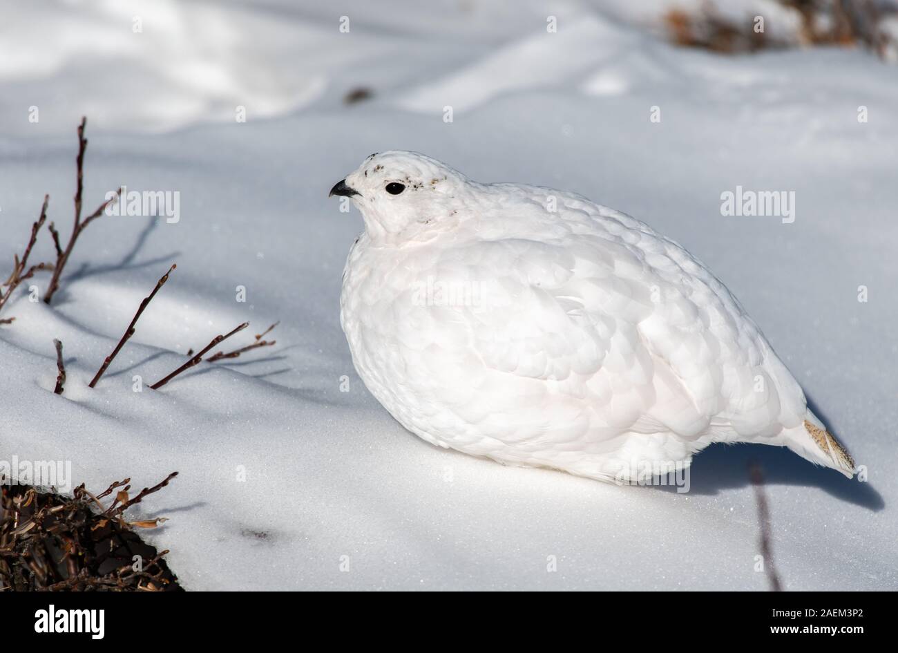 White-tailed Ptarmigan in a Snowy Alpine Meadow Stock Photo - Alamy