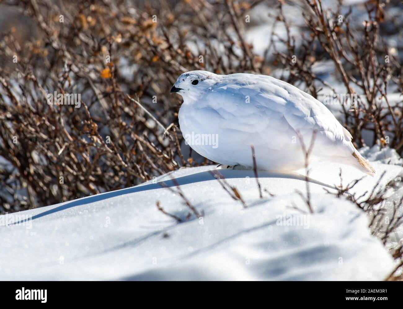White-tailed Ptarmigan in a Snowy Alpine Meadow Stock Photo - Alamy