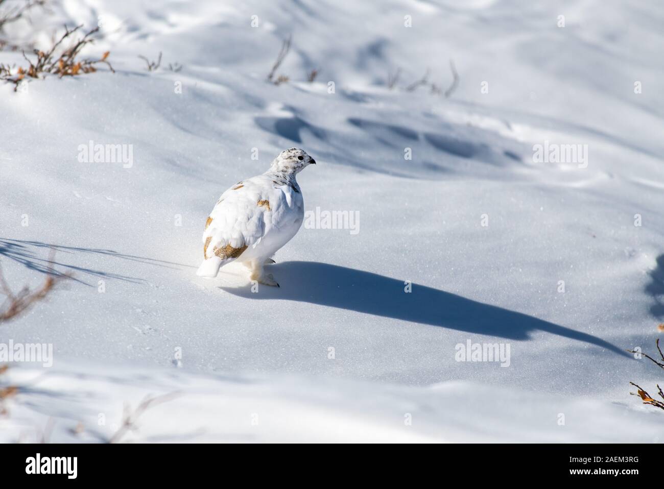 White-tailed Ptarmigan in a Snowy Alpine Meadow Stock Photo - Alamy