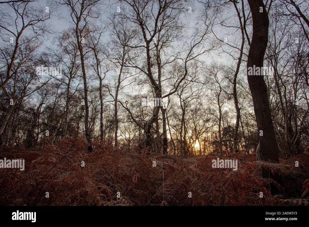 Sun setting through a forest in Winter Stock Photo - Alamy