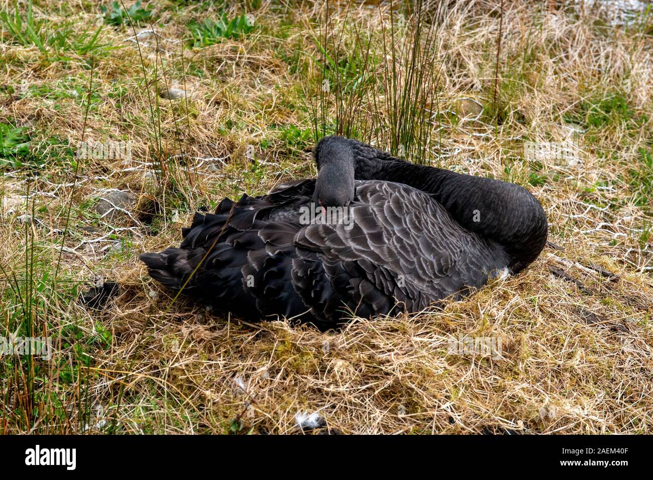 Regal long necked black swan sitting on her nest Stock Photo - Alamy