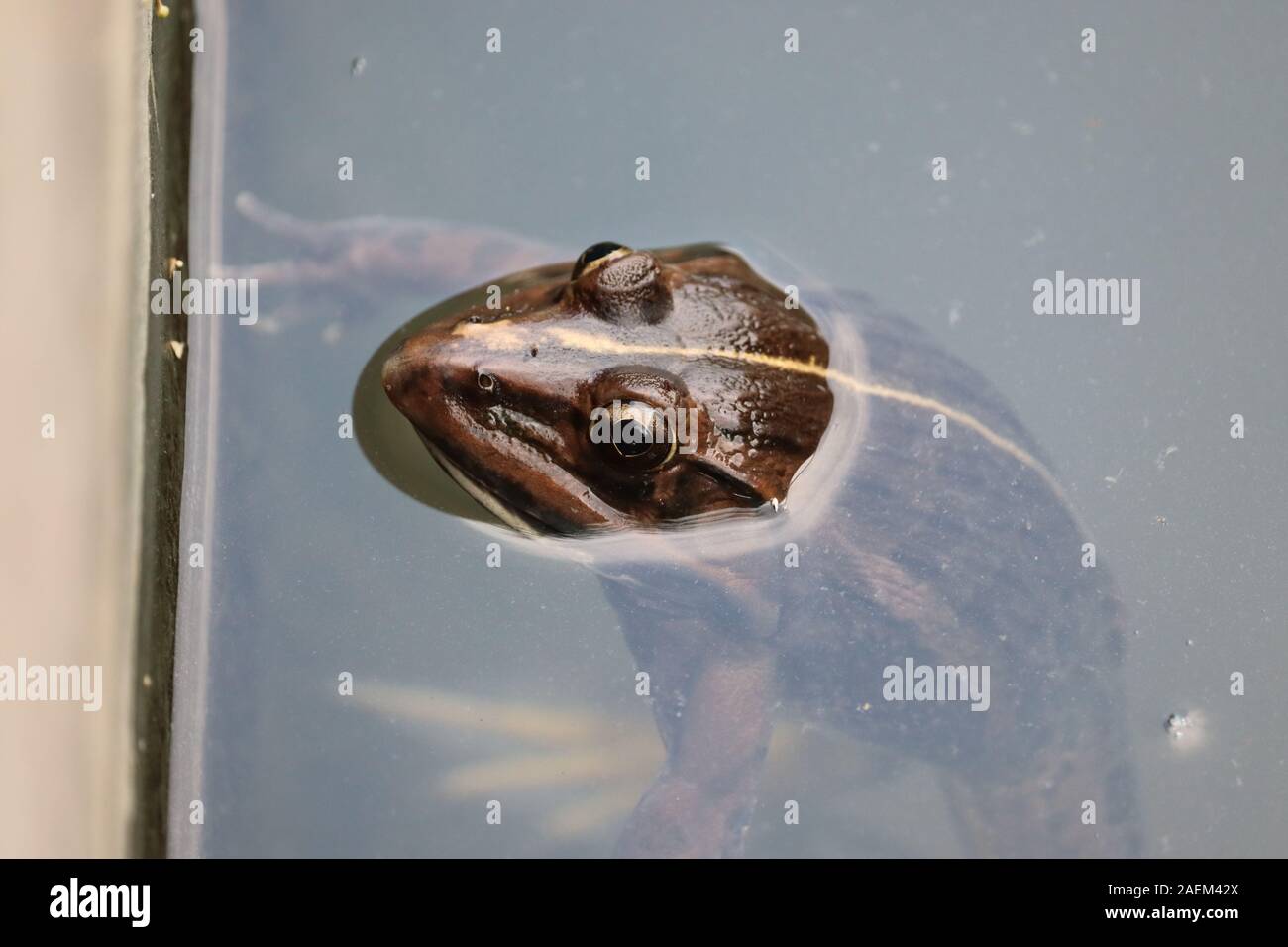 Horned toad hi-res stock photography and images - Alamy