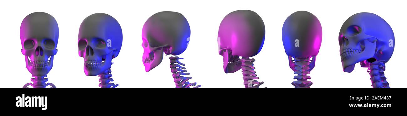 3d rendering illustration of skull anatomy Stock Photo - Alamy