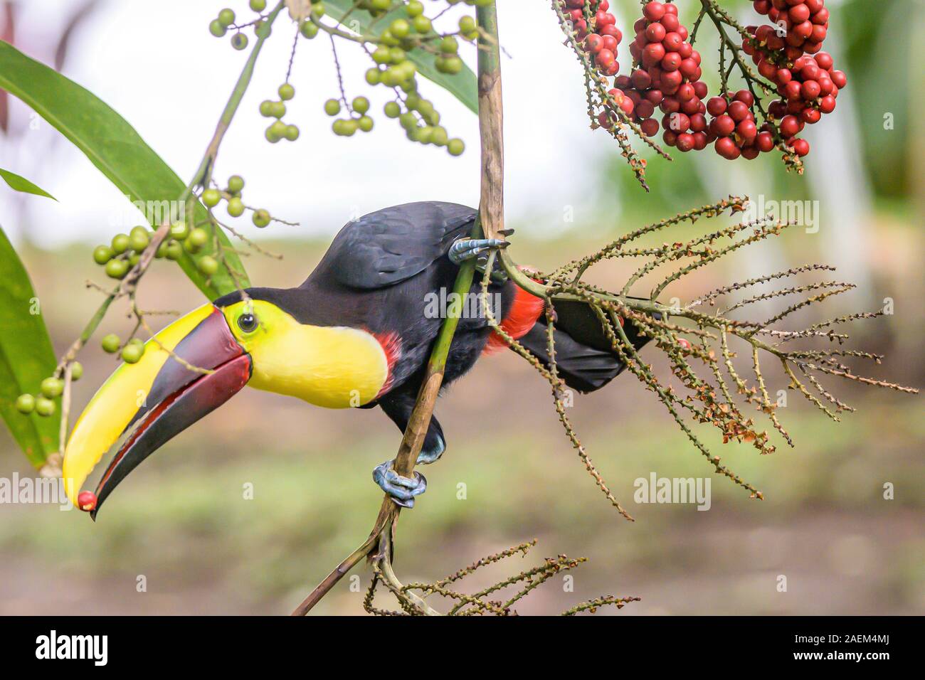 Yellow throated toucan - Ramphastos ambiguus - closeup portrait eating ...