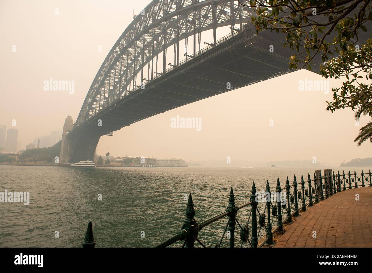 Sydney ash hi-res stock photography and images - Alamy