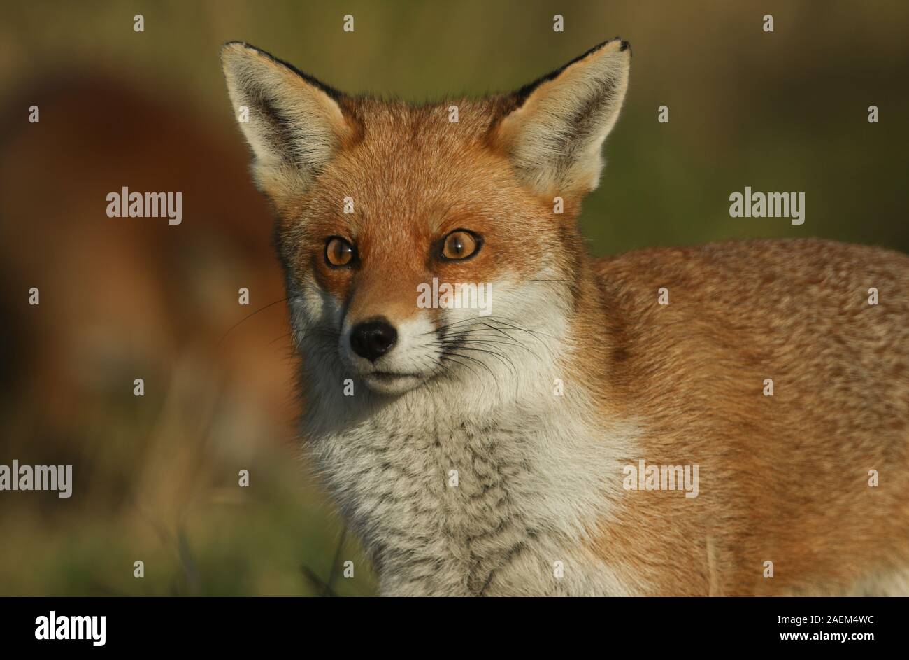 A head shot of a magnificent female Red Fox, Vulpes vulpes Stock Photo ...