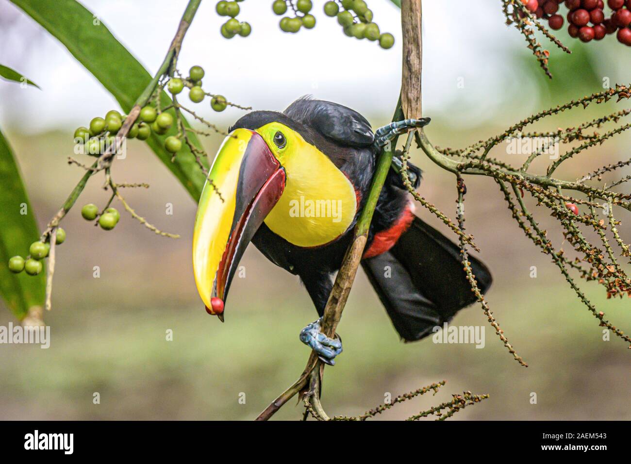 Yellow throated toucan - Ramphastos ambiguus - closeup portrait eating ...