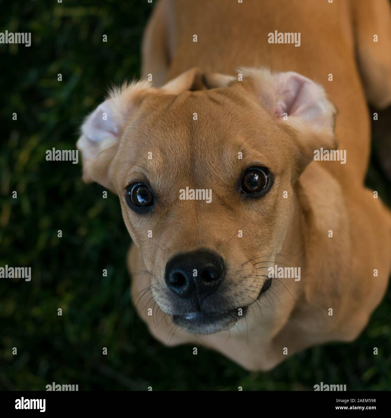 Nala hi-res stock photography and images - Alamy