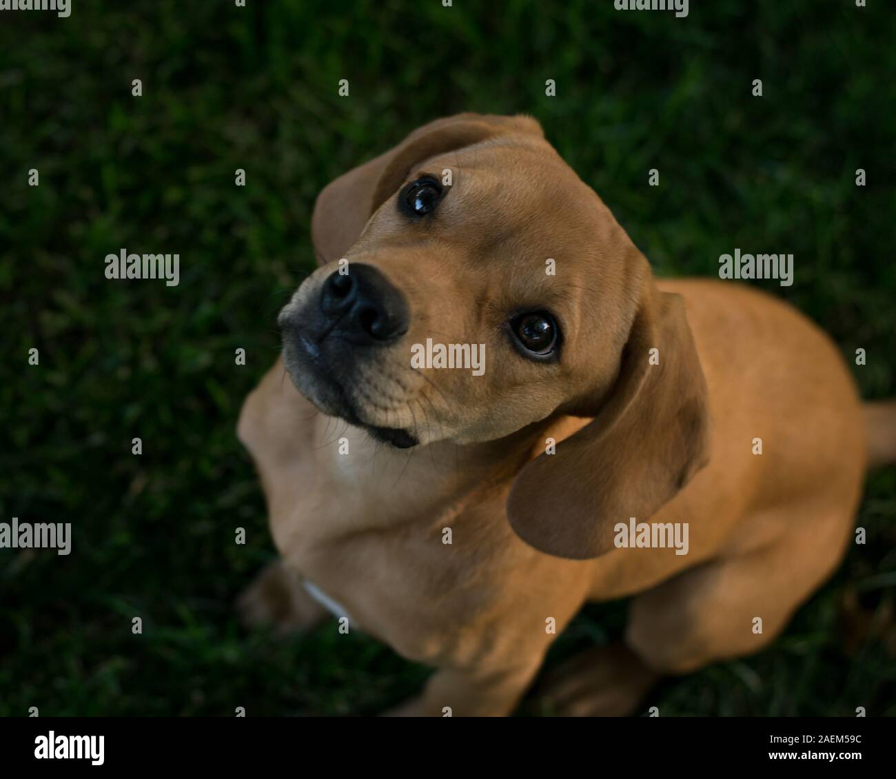 Nala hi-res stock photography and images - Alamy