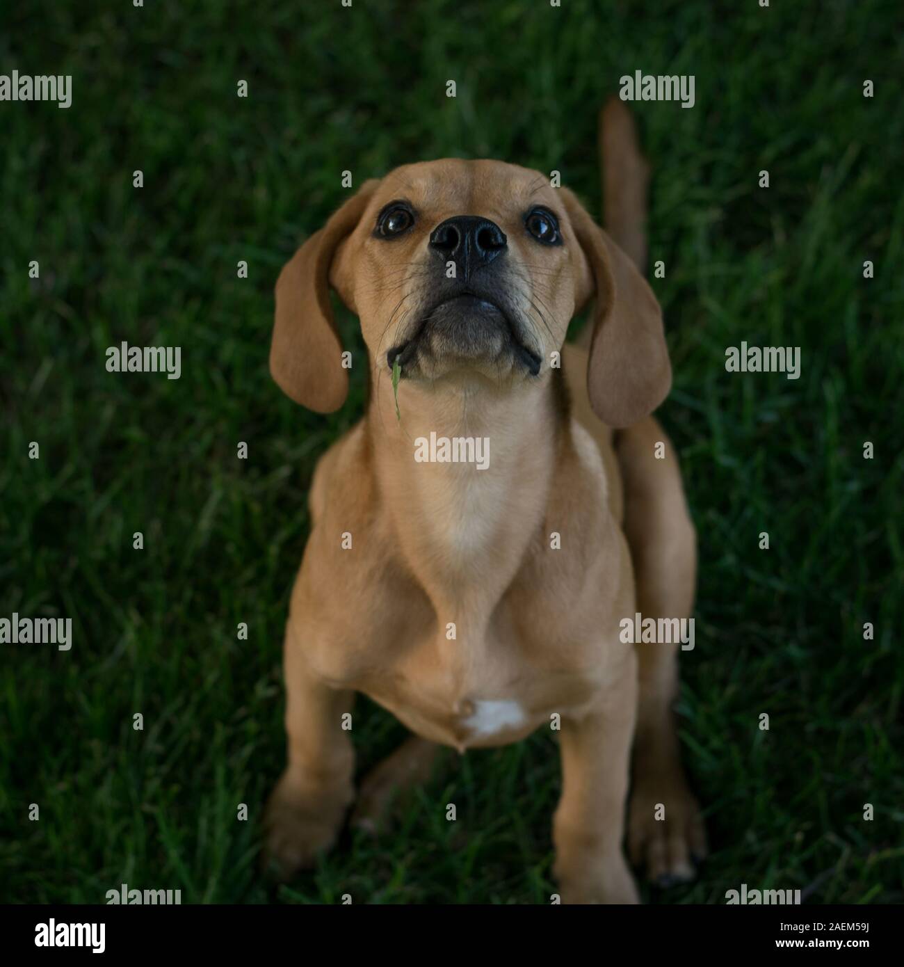 Nala hi-res stock photography and images - Alamy