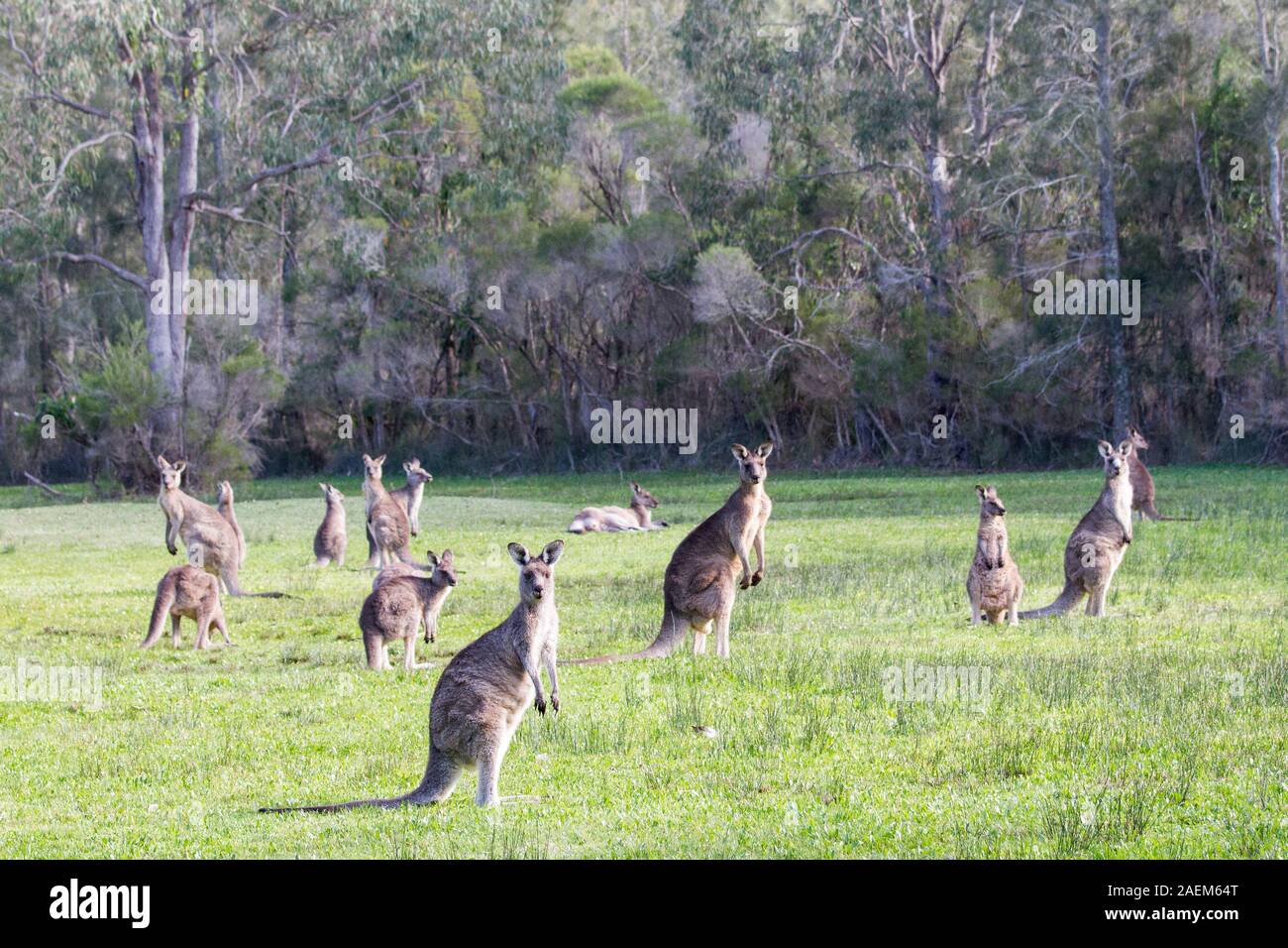 Eastern Grey Kangaroo mob Stock Photo - Alamy