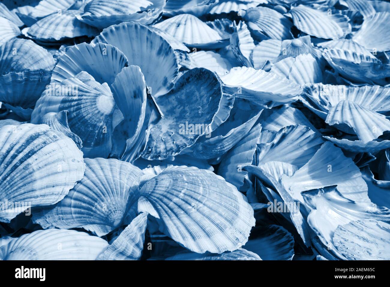Heap of scallop shells as a background texture. Color of the year 2020 ...