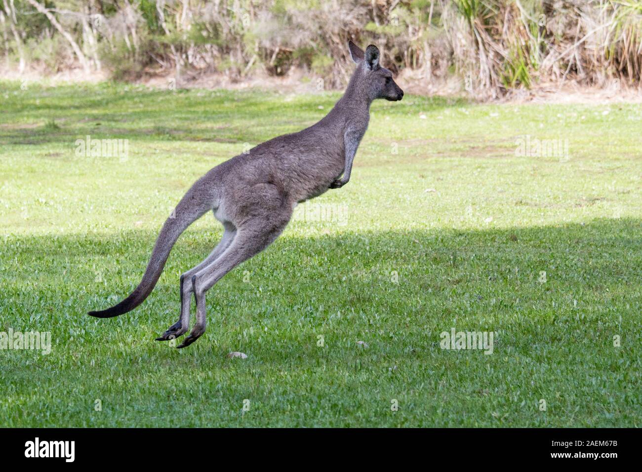Kangaroo hopping hi-res stock photography and images - Alamy