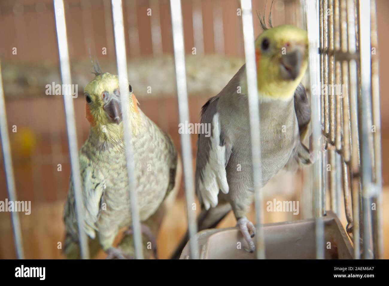 Parakeets . Green wavy parrot sits in a cage . Rosy Faced Lovebird ...