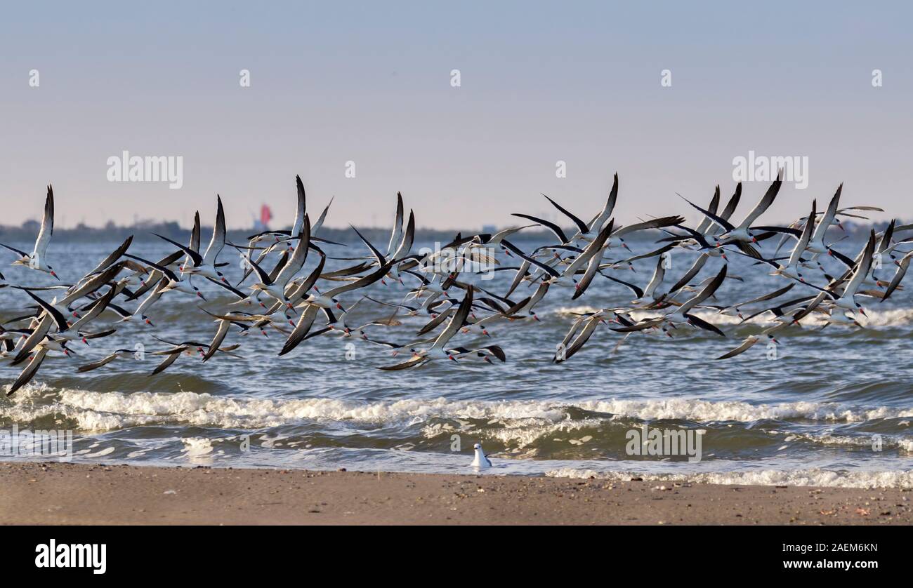The flock of black skimmers flying in blue sky over ocean waves, Texas ...