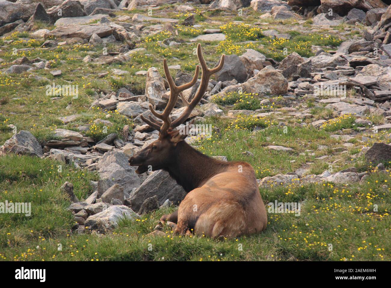 Reindeer mouth hi-res stock photography and images - Alamy