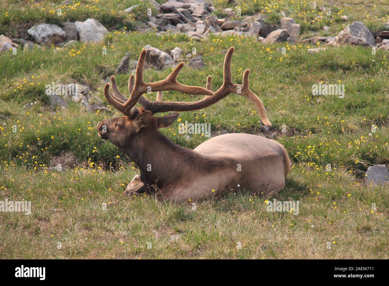 Reindeer mouth hi-res stock photography and images - Alamy