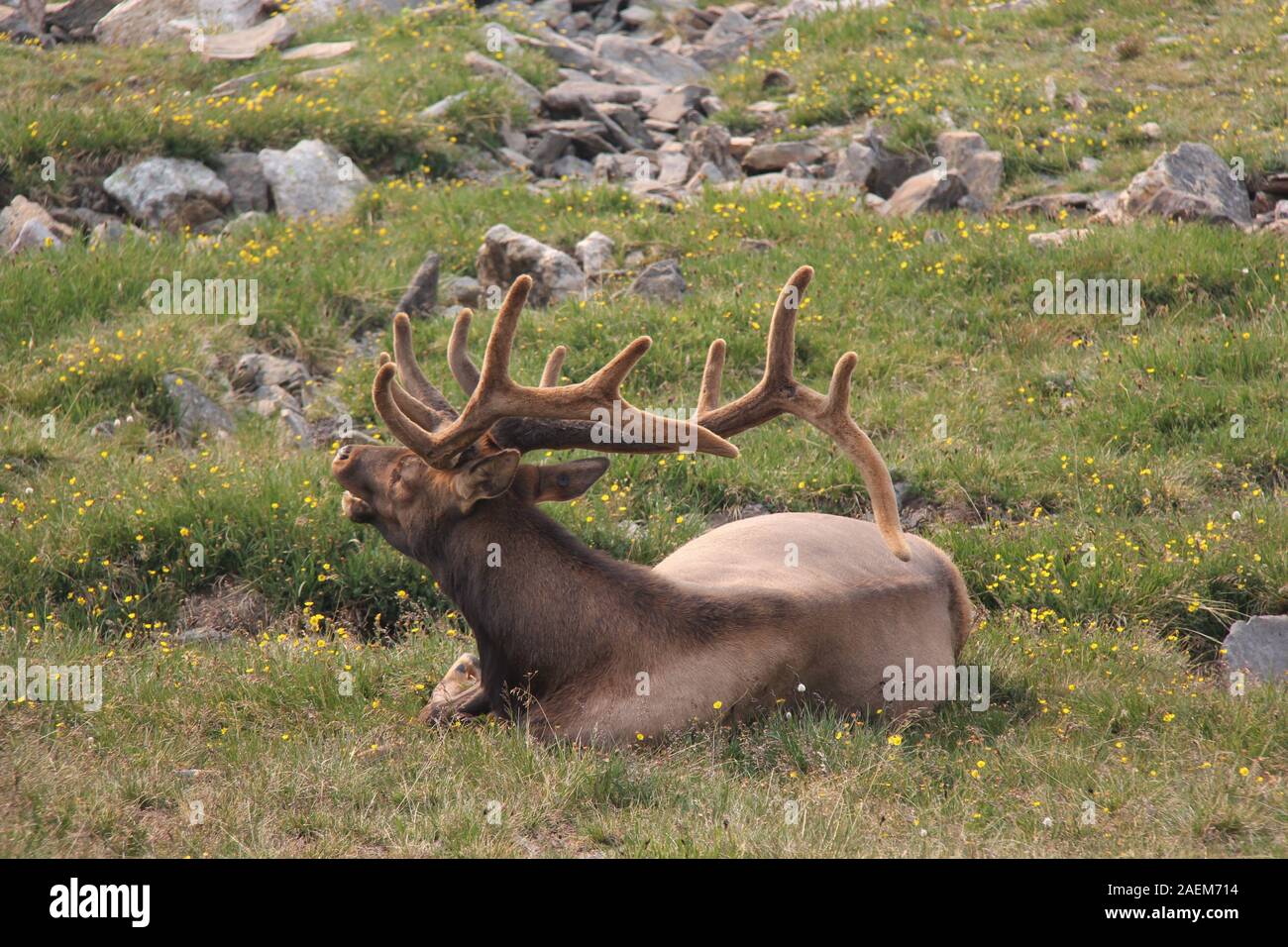 Reindeer mouth hi-res stock photography and images - Alamy