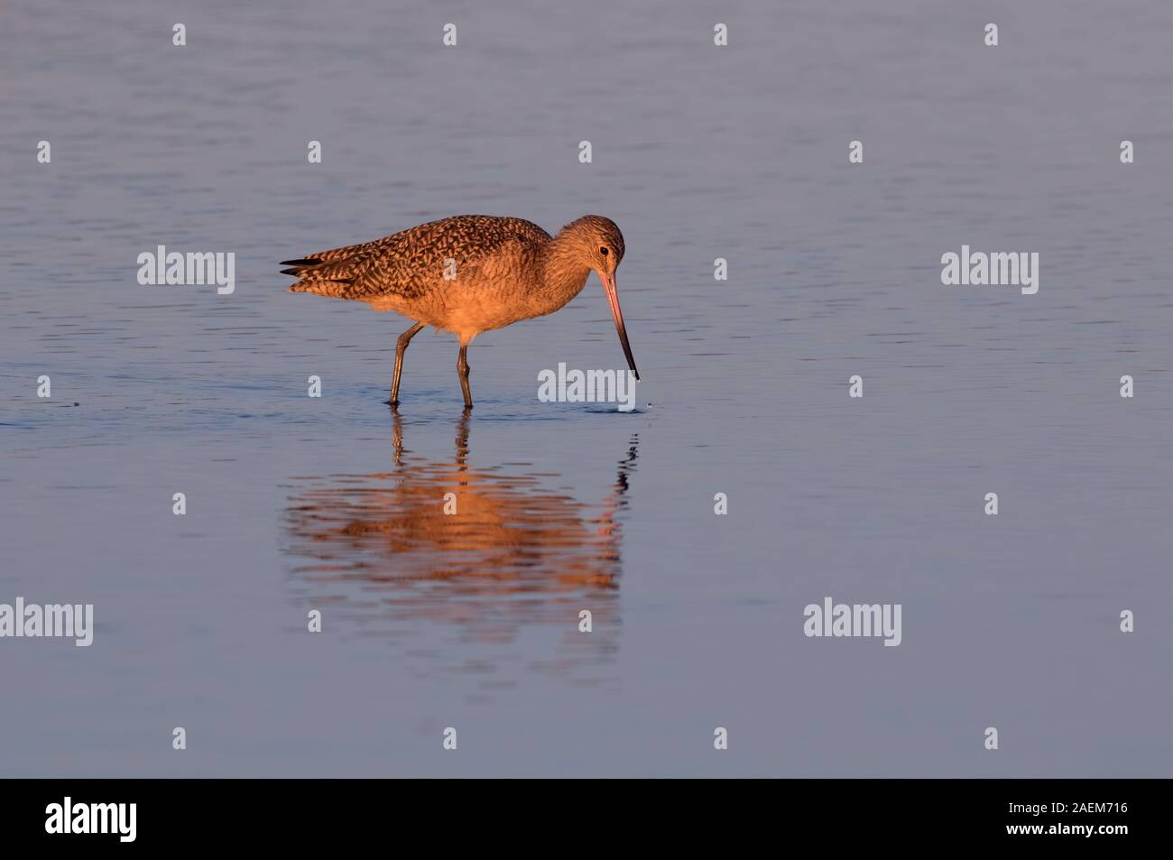 Marbled Godwit Limosa Fedoa High Resolution Stock Photography and ...
