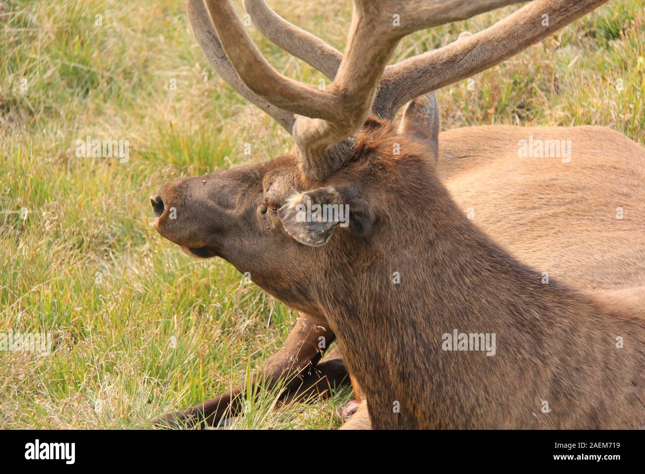 Reindeer side profile hi-res stock photography and images - Alamy