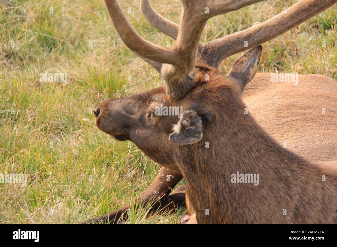 Reindeer side profile hi-res stock photography and images - Alamy