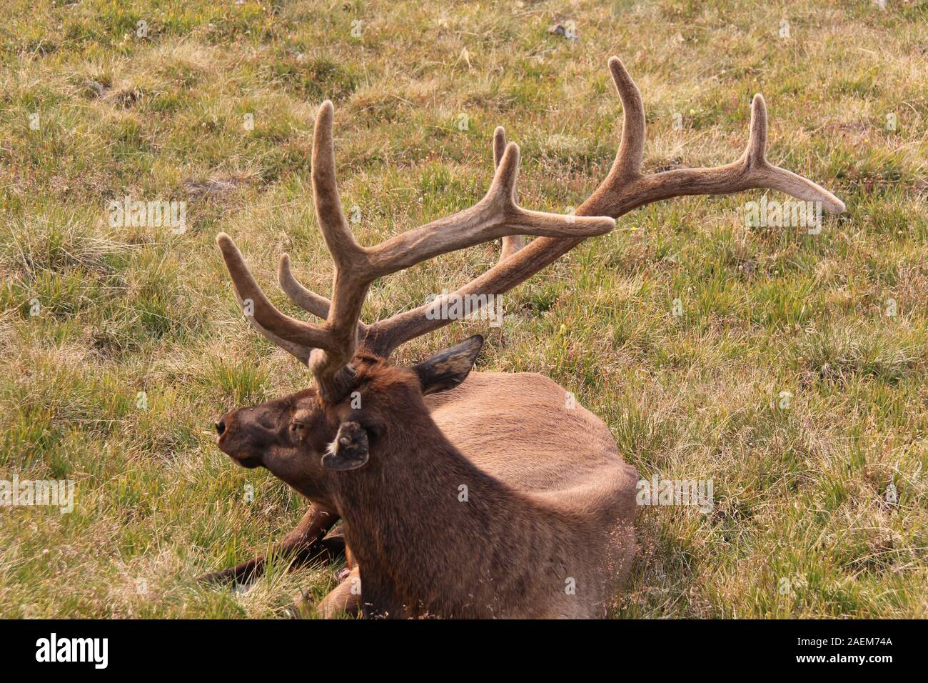 Reindeer side profile hi-res stock photography and images - Alamy