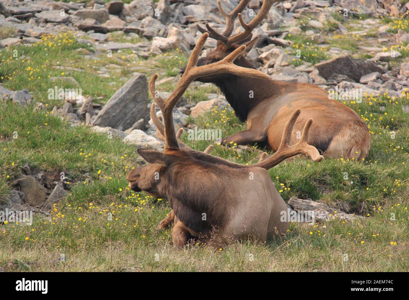 Craned neck reindeer hi-res stock photography and images - Alamy