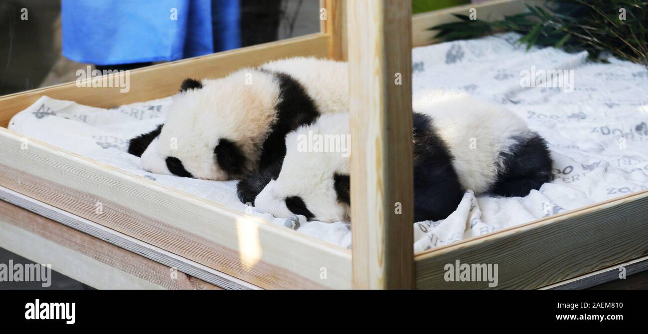 Berlin, Germany. 09th Dec, 2019. Solemn naming ceremony for the Panda ...
