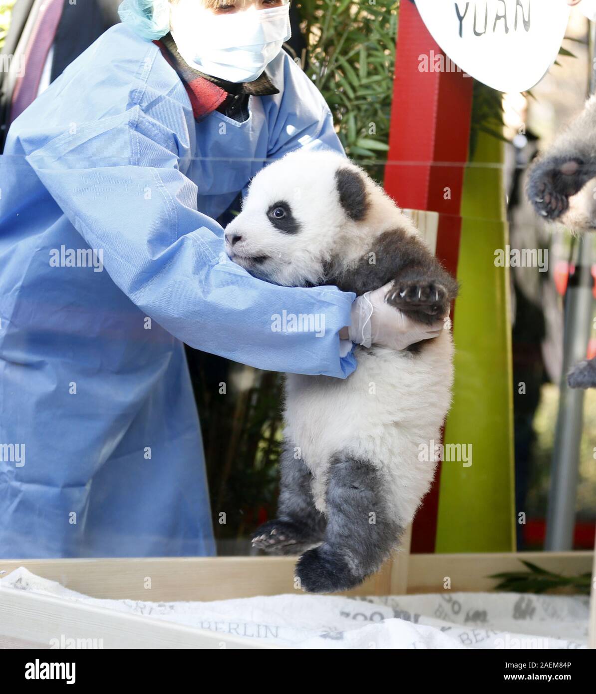 Berlin, Germany. 09th Dec, 2019. Solemn naming ceremony for the Panda ...