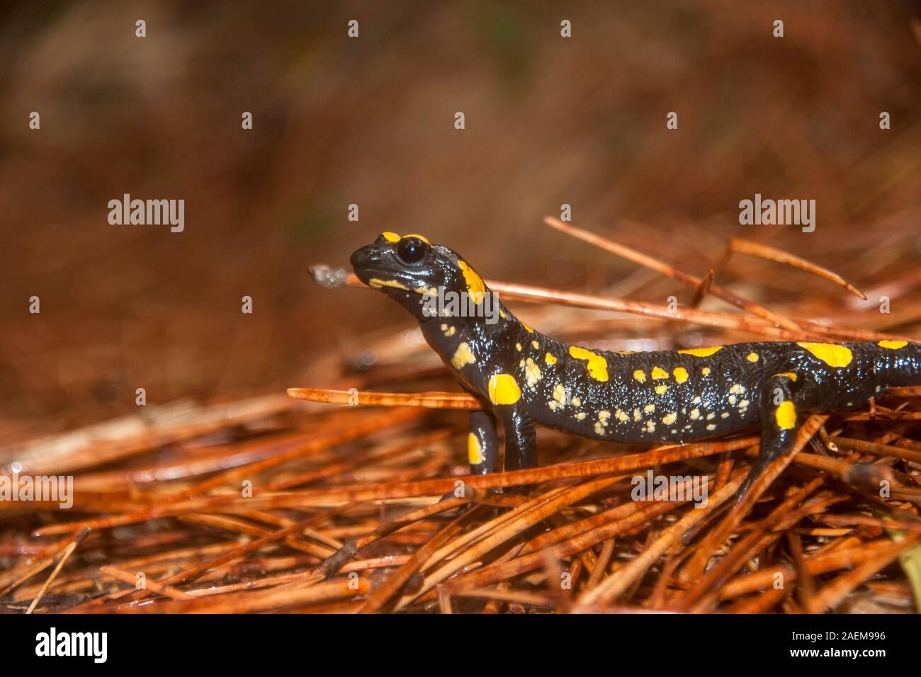 Salamander habitat hi-res stock photography and images - Alamy