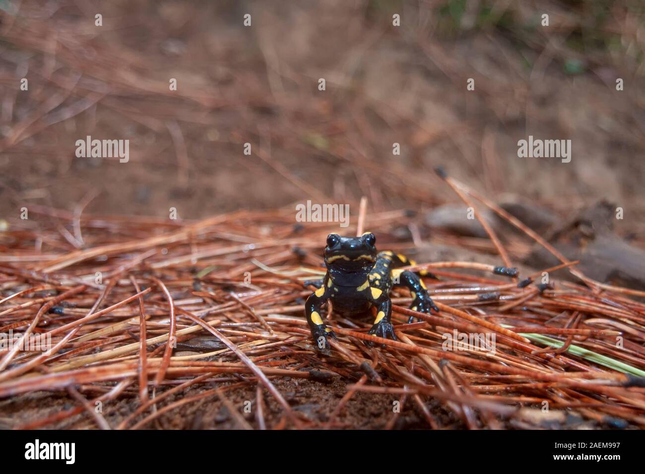 Amphibian habitat hi-res stock photography and images - Alamy