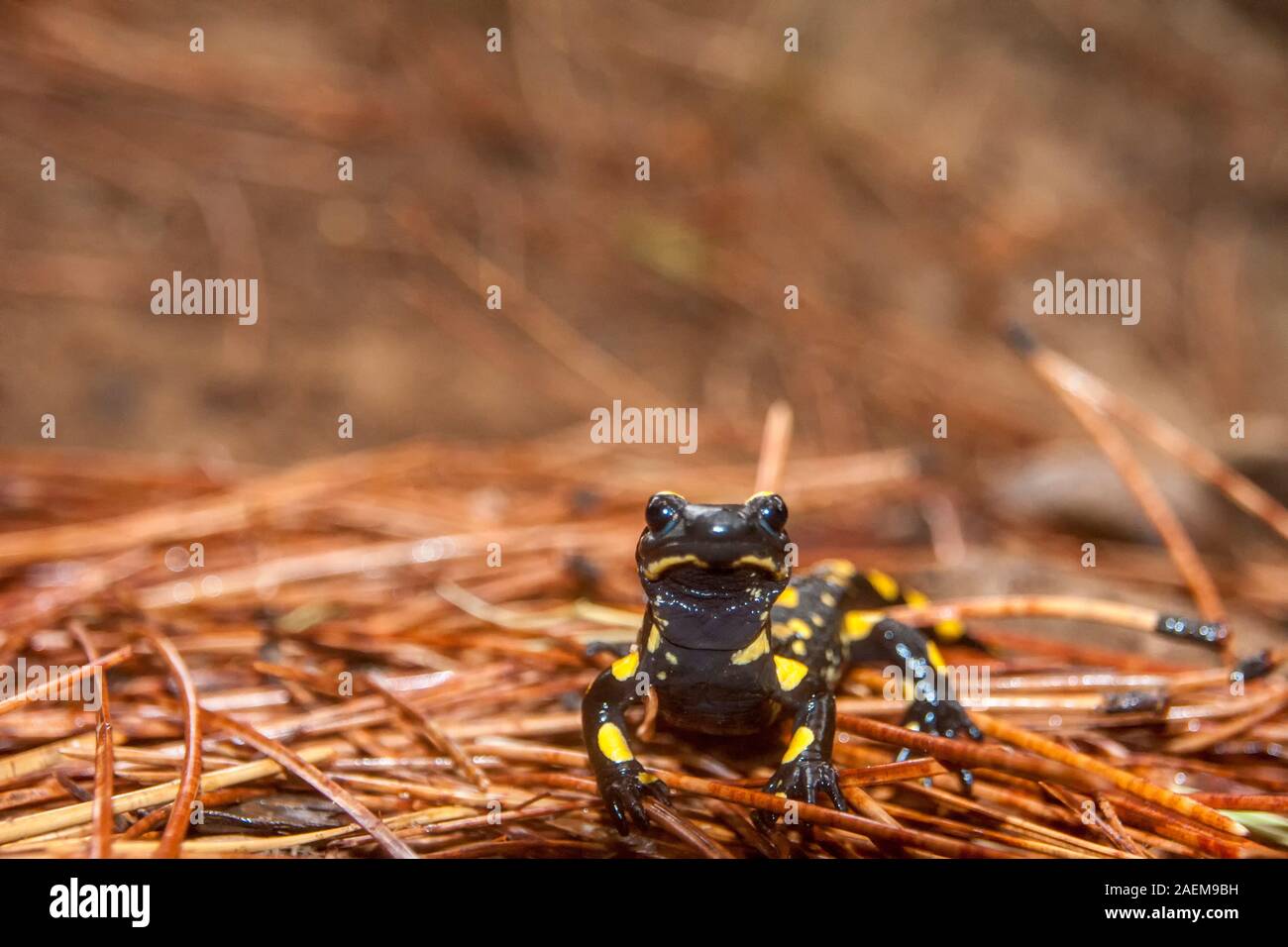 Salamander habitat hi-res stock photography and images - Alamy