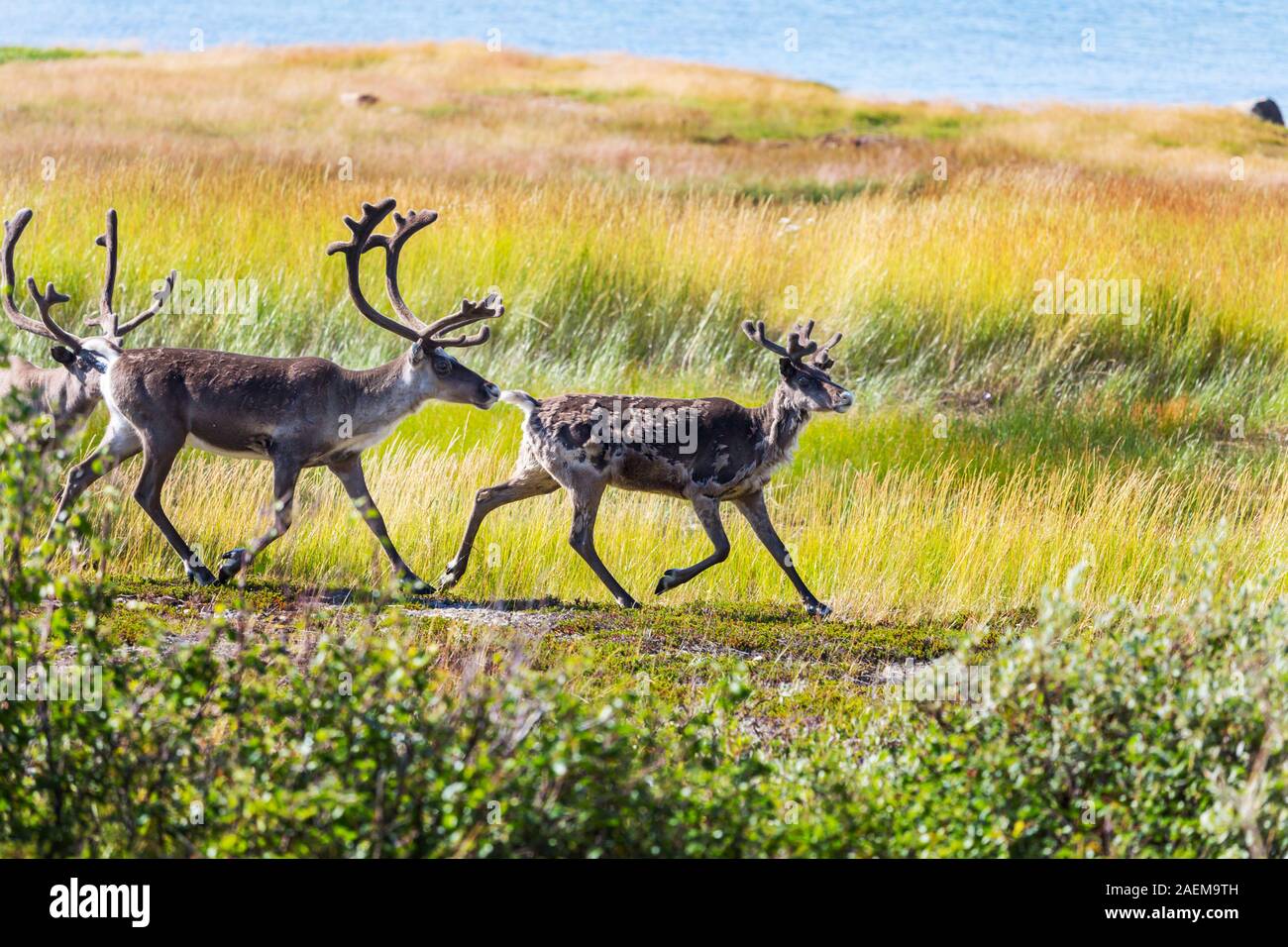 Reindeer in Norway in summer season Stock Photo - Alamy