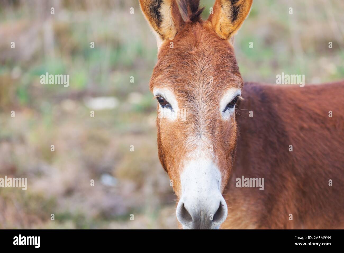 Wild donkey in Northern Cyprus Stock Photo - Alamy
