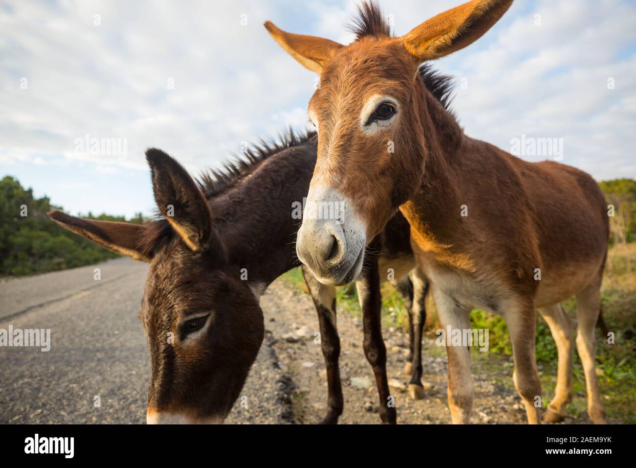 Wild donkey in Northern Cyprus Stock Photo - Alamy