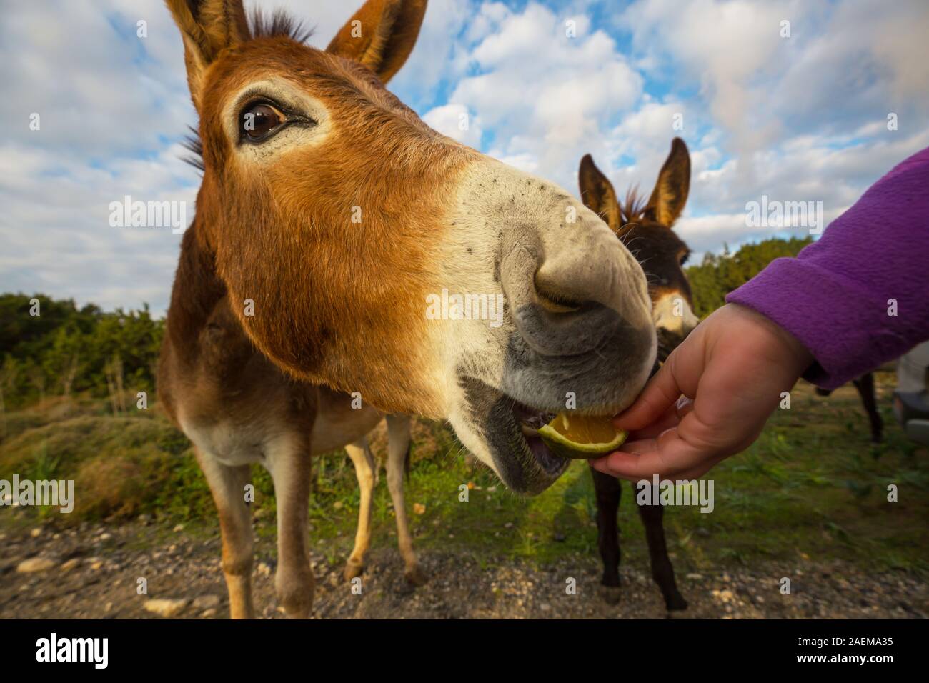 Karpaz peninsula donkey hi-res stock photography and images - Alamy
