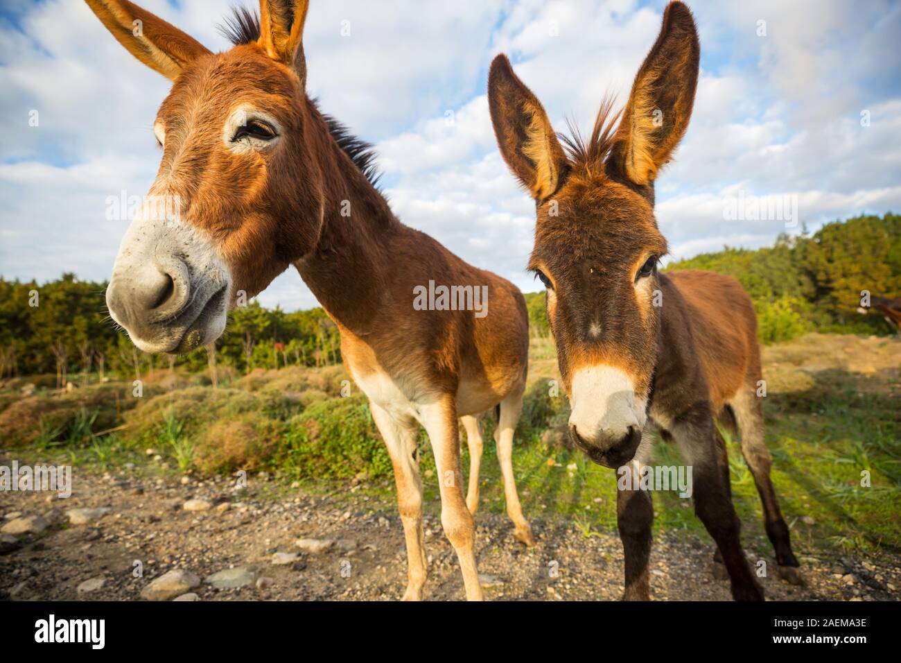 Wild donkey in Northern Cyprus Stock Photo - Alamy