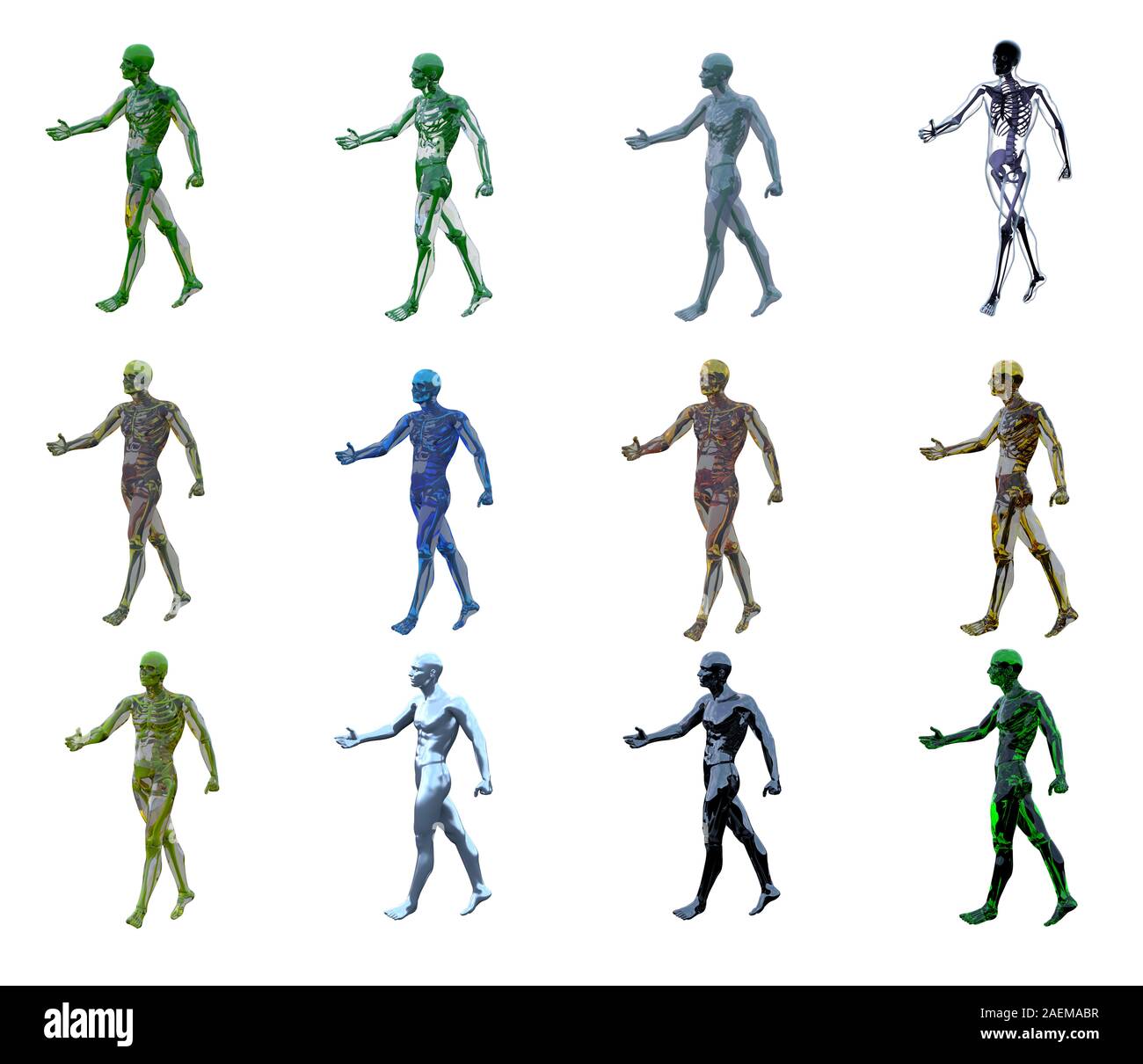 3d rendering illustration of human anatomy Stock Photo - Alamy