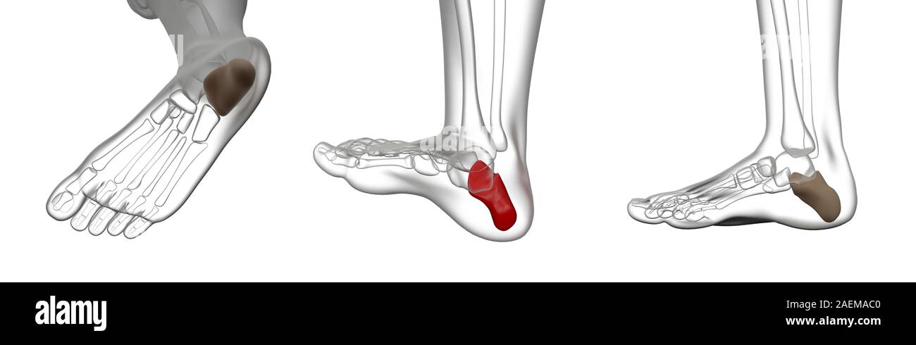 3d rendering illustration of calcaneus bone Stock Photo - Alamy