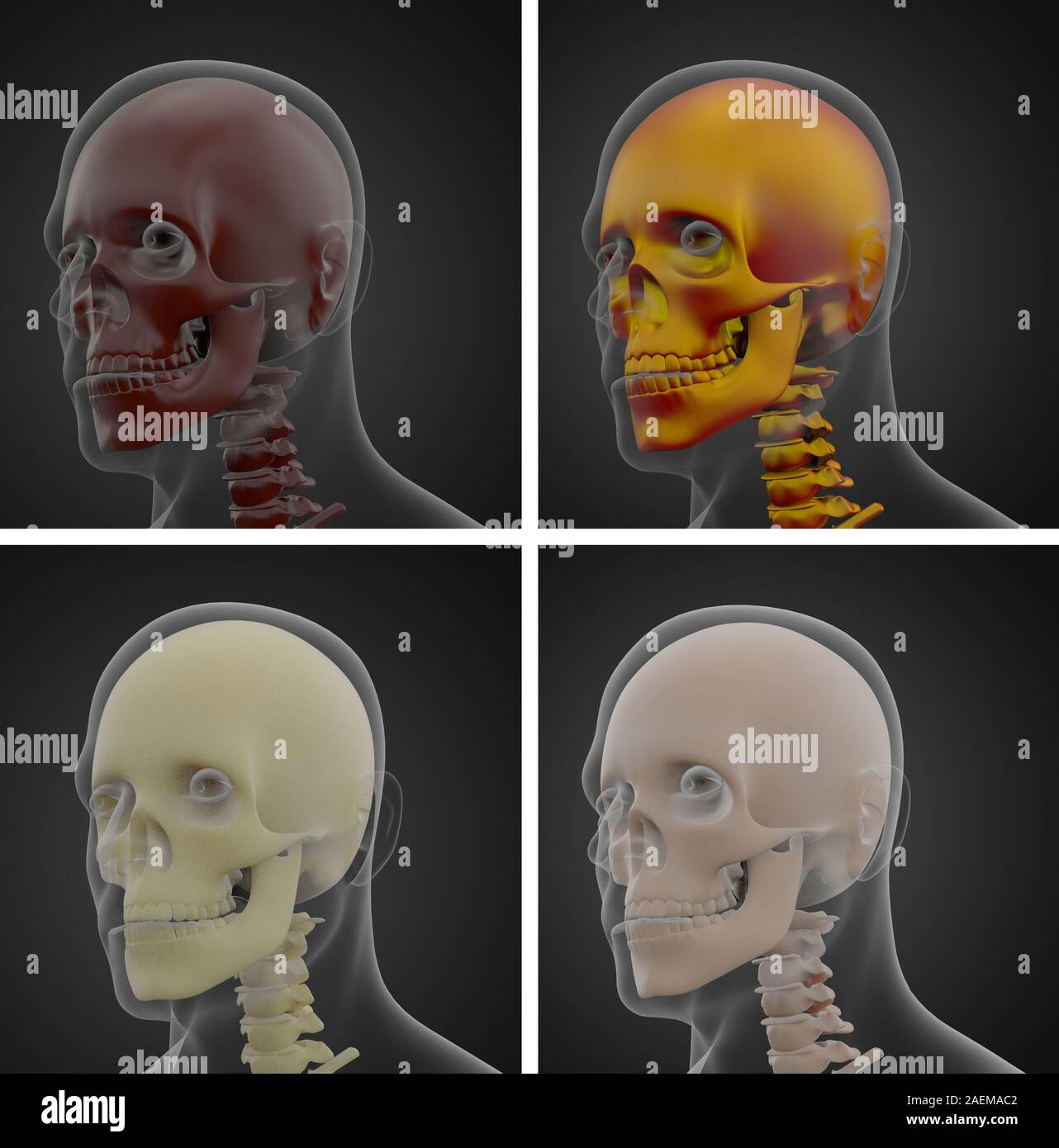 3d rendering illustration of skull anatomy Stock Photo - Alamy