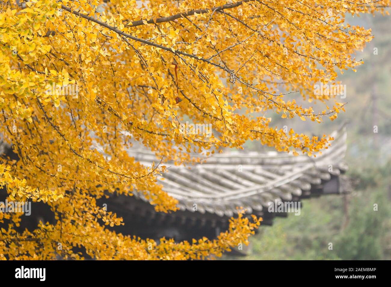 The 1400-thousand-year-old ginkgo tree, planted by Emperor Taizong of ...