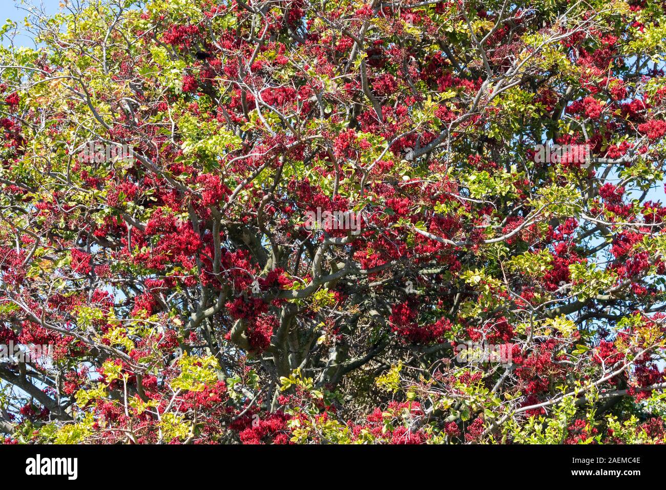 Weeping Boer Bean tree (Schotia brachypetala) with its nectar rich ...