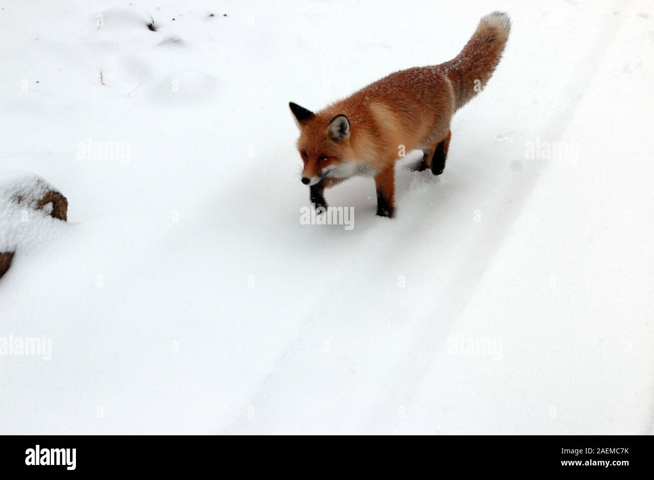 A fox walks in the snow in Altay Prefecture in north-west China's ...
