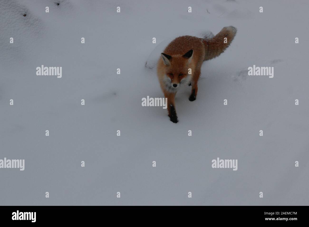 A fox walks in the snow in Altay Prefecture in north-west China's ...